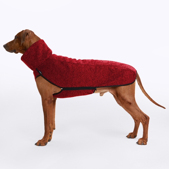 weimaraner jumper