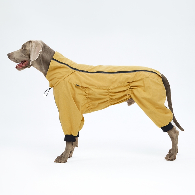 weimaraner jumper