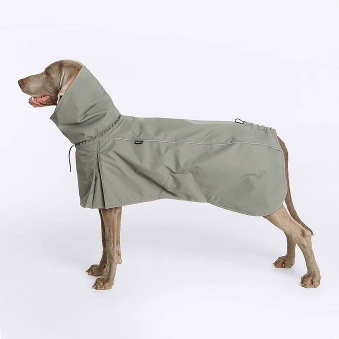 weimaraner jumper
